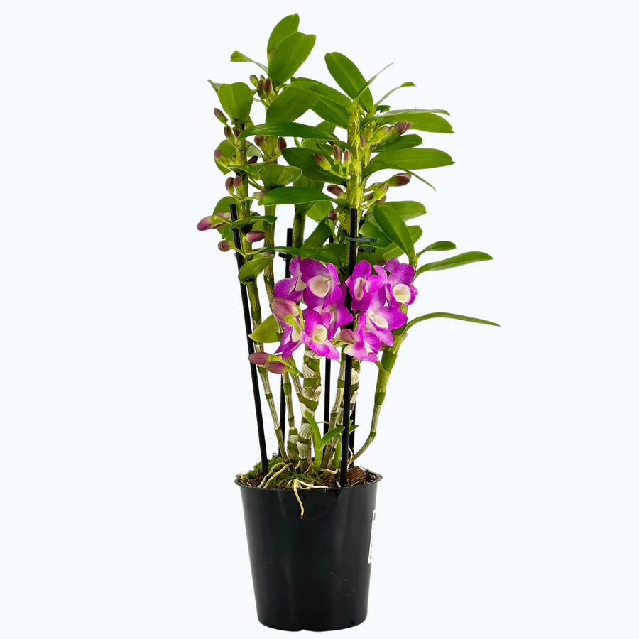 Faszinierend Orchideen Ubertopf Gross Bilder