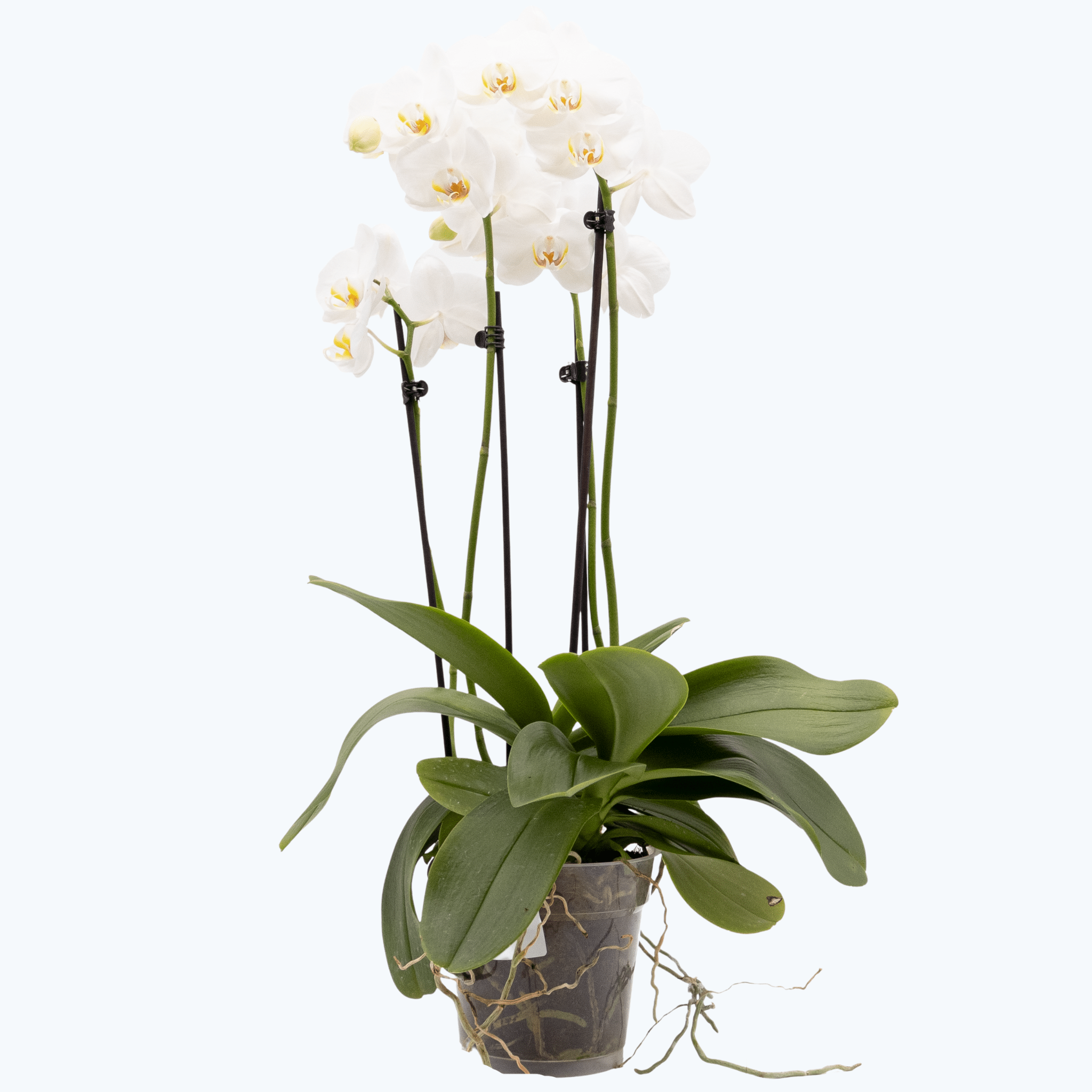 Große Two of Us Weiß mit 3 Rispen kaufen Orchideen Klusmann